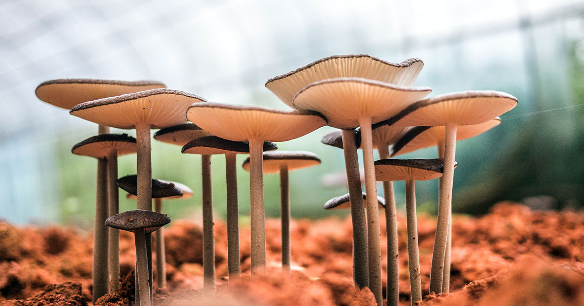Taxing wacky tobacky and magic mushrooms – Wacky Tax Wednesday - Avalara